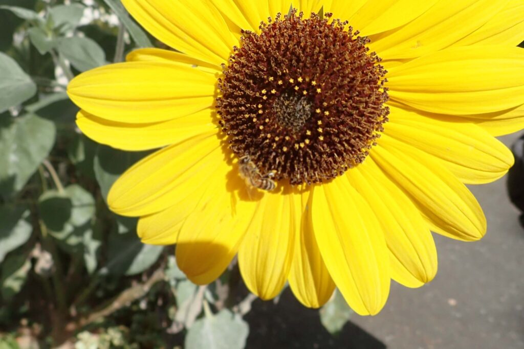 ハナバチからみた野草のせかい | 大会レポート | 日本体育施設株式会社